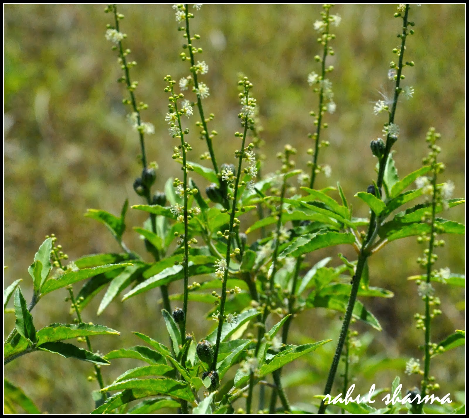Croton bonplandianum (ban tulsi) ~ Wild Flora Of Dwarka